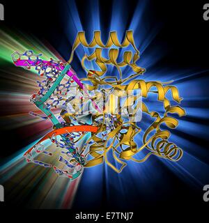 L'enzyme de restriction et de l'ADN. Le modèle moléculaire montrant une endonucléase EcoRI ...