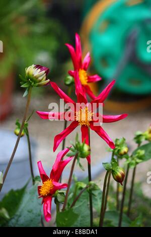 Belle fleur Dahlia 'Rouge Honka' bleu Verbena Dahlia fleur portrait ...