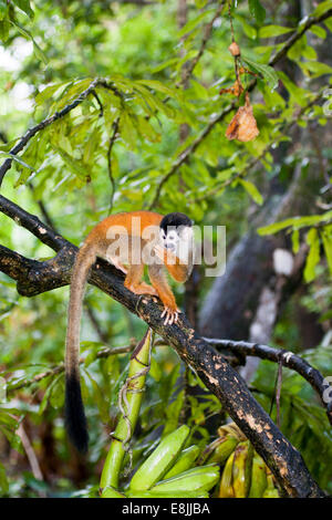 Singe écureuil (Saimiri sciureus) la cueillette des fruits dans un ...