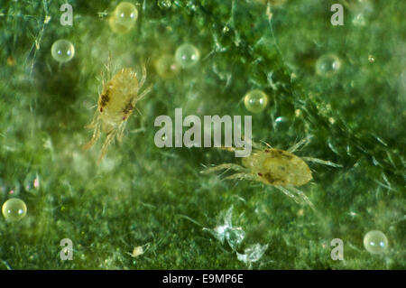 Les acariens de l'araignée rouge (Tetranychus urticaire) sur la feuille ...
