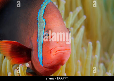 La Cannelle du Pacifique ou d'incendie poissons clowns (Amphiprion ...