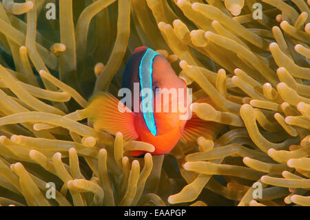 La Cannelle du Pacifique ou d'incendie poissons clowns (Amphiprion ...