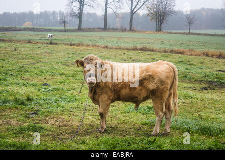 Les bovins domestiques, les vaches laitières de races croisées, avec de ...