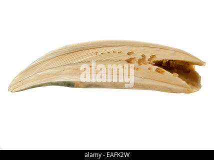 Le cachalot (Physeter macrocephalus) sculptés Scrimshaw dent avec ...
