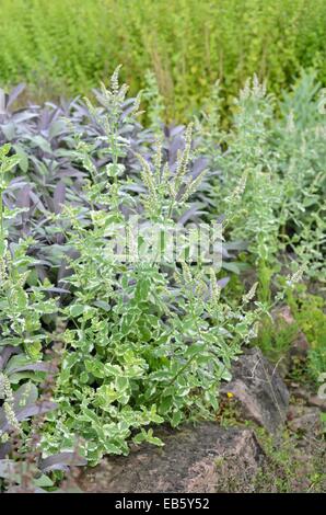 Menthe ananas 'Variegata' / (Mentha suaveolens) | Ananas-Minze ...