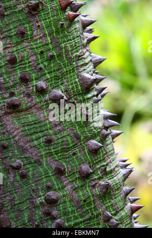 Kapokier (Ceiba pubiflora), le tronc d'épines Photo Stock - Alamy