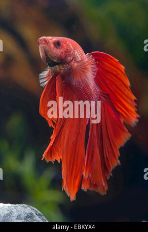 Betta Splendens Halfmoon rouge ou poisson combat siamois isolé sur fond ...