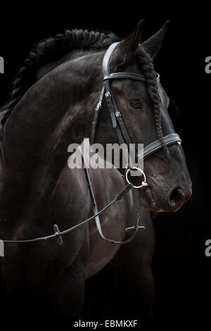 Cheval frison ou frisons, étalon, English bridle, position de la tête ...