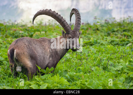 Bouquetin des Alpes (Capra ibex) se nourrissant dans rock face en hiver ...