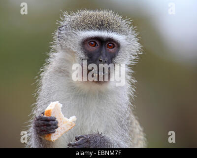 Un singe vert sauvage mange quelques tiges de canne à sucre sur l'île ...
