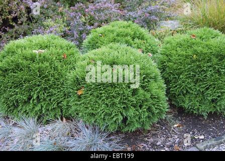 Le cèdre jaune, le thuya occidental (Thuja occidentalis 'Rheingold ...