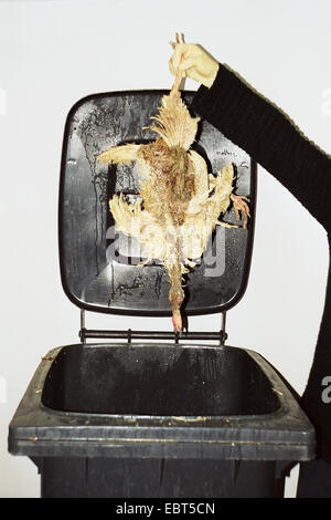 Les oiseaux domestiques (Gallus gallus f. domestica), mort de poules en ...
