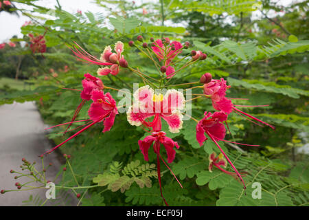 Bel arbre exotique avec des fleurs rouge flamboyant. île Maurice Photo ...