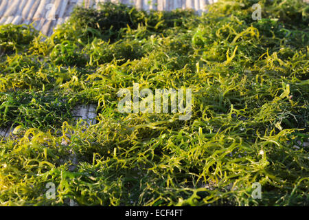 Élevage d'algues. Séchage des algues. Rote Island (Pulau Rote), Rote ...