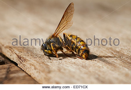 Guêpe commune (Vespula Vulgaris) - morte, écrasée avec sting détaché ...