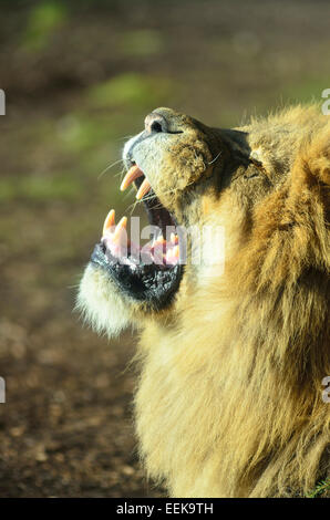 Un Lion africain féroce et puissant rugissant dans la savane - ce Lion africain rugit dans la ...