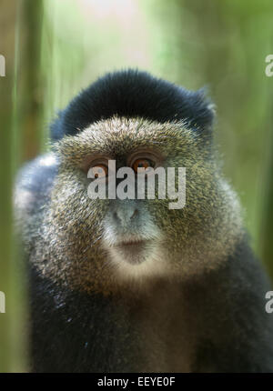 Golden Monkey dans la forêt de bambou le Parc National des Volcans au ...
