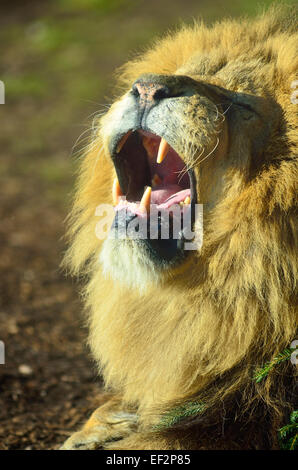 Un Lion africain féroce et puissant rugissant dans la savane - ce Lion africain rugit dans la ...