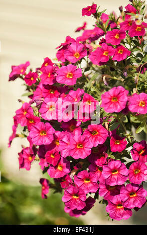 Petunia 'Wave' Rose mystique facile. Petunia hybride, Petunia hybrida ...