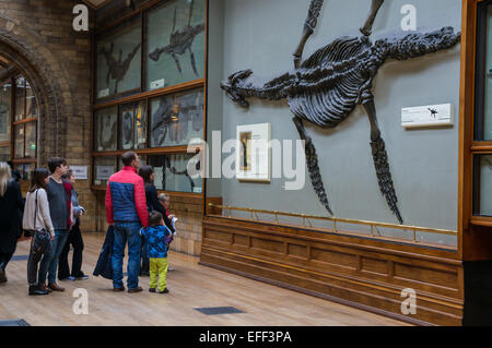 Ichthyosaure fossile squelette fossile spécimen dans Matrix, dalle de ...