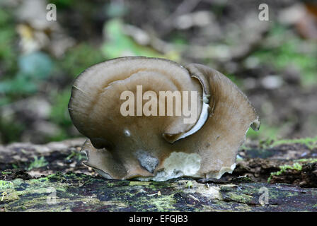 La pleurote (Pleurotus ostreatus) champignon comestible Banque D'Images ...