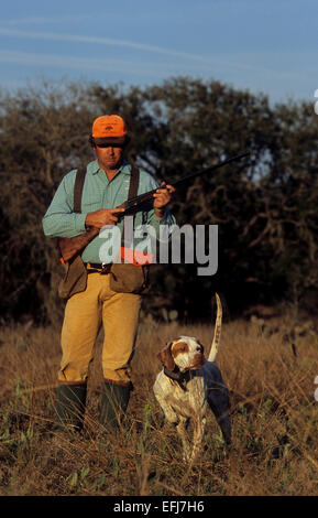 Caille Texas approches hunter un chien Pointer Anglais un pointage ...