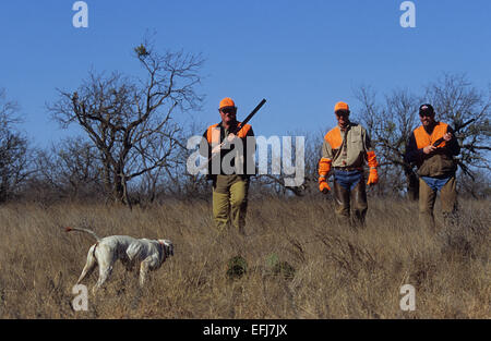 Les chasseurs de caille Texas approche une chien Pointer Anglais un ...