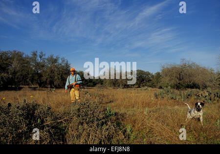Caille Texas approches hunter un chien Pointer Anglais un pointage ...