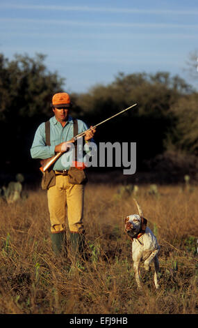 Caille Texas approches hunter un chien Pointer Anglais un pointage ...