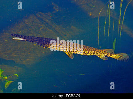 Le poisson Alligator Gar Photo Stock - Alamy