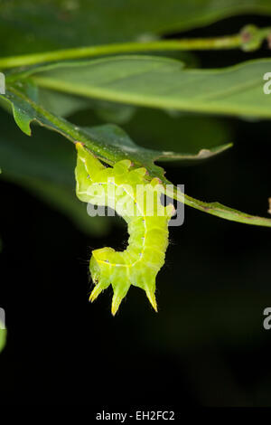Sprawler, Caterpillar, Sphinxeule Sphinx-Eule Herbst-Rauhaareule ...