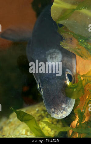 Conger Eel tête Photo Stock - Alamy