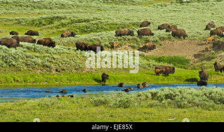 Bison bison bison Bison bison natation à travers une rivière avec un ...