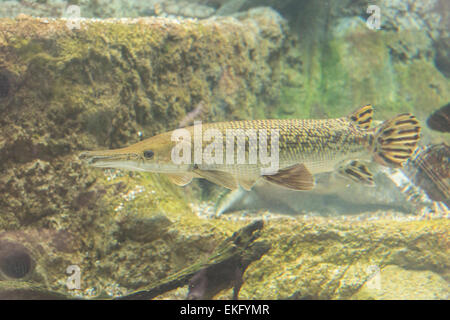 Le poisson Alligator Gar Photo Stock - Alamy