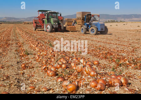 Les agriculteurs travaillent dans les champs d'oignon dans la province ...
