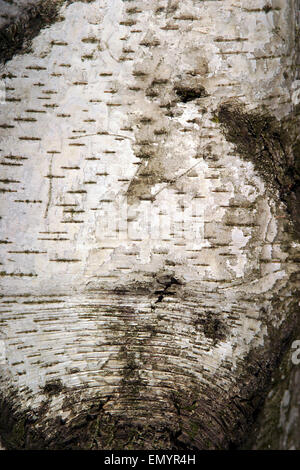 Fond en bois de bouleau. Image haute résolution de la texture du ...