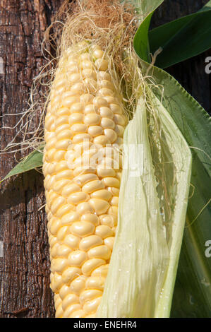 Sucre de maïs ou de maïs plante herbacée annuelle, la seule ...