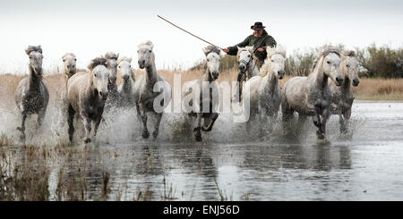 Chevaux blancs de Camargue qui traversent l'eau. France Photo Stock - Alamy