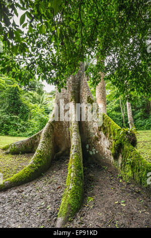 Base d'un tronc d'arbre de ceiba (Ceiba pentandra) dans la forêt ...