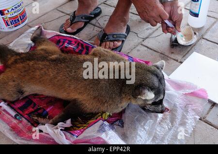 La dissection du Raton - Shell - Chien Perro Conchero - PUERTO PIZARRO ...