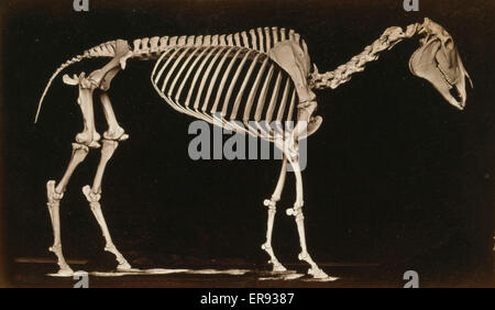 SQUELETTE DE CHEVAL Photo Stock - Alamy