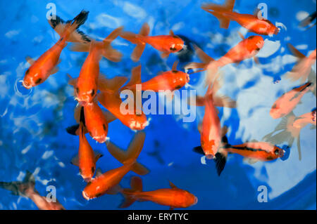 Oranda, race de poissons rouges, poissons d'aquarium, carassius auratus ...