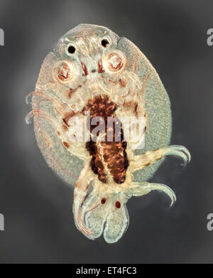 Le pou commun de poisson Argulus foliaceus (ou Monocumulus foliaceus ...