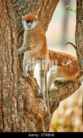 Patas singe ou singe Hussar, Erythrocebus pata, Murchison Falls ...
