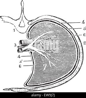 Plèvre et cavité pleurale poumon vector illustration médicale sur fond ...