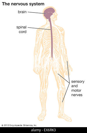 Système nerveux du cerveau de la moelle épinière nerf crânien cerveau ...
