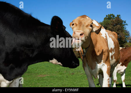 - Un élevage de vaches laitières de Guernesey léché ses nez / Near East ...