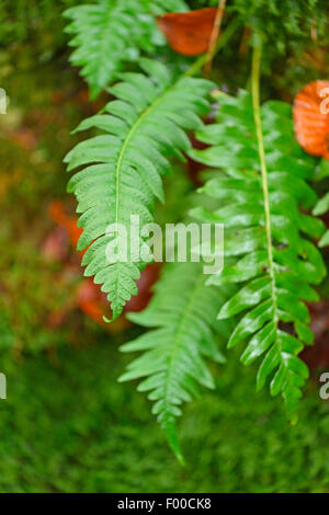 Le polypode commun (Polypodium vulgare), frondes avec sporanges Photo ...