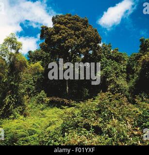 Le Mandara hut au Mont Kilimandjaro, Tanzanie Photo Stock - Alamy