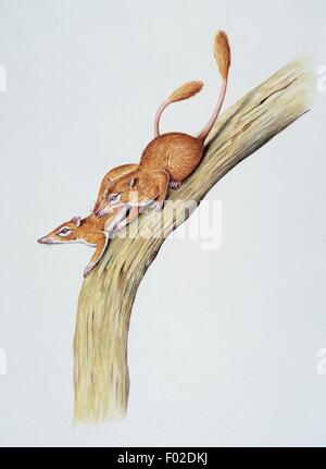 Paléozoologie - Mésozoïque, soit éteinte - mammifères ...